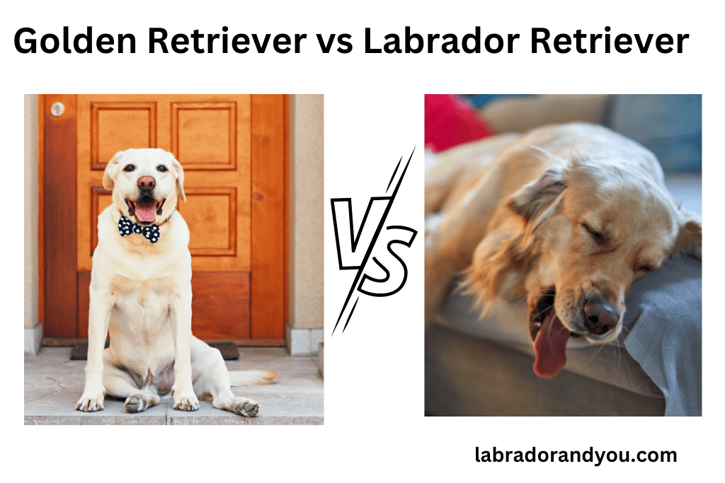 Why Do Golden Retrievers Have Webbed Feet