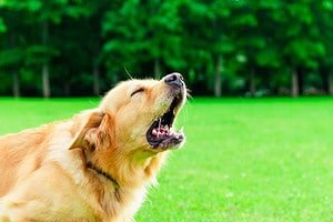 Do Labradors Bark A Lot? 6 Tactics To Control Better!