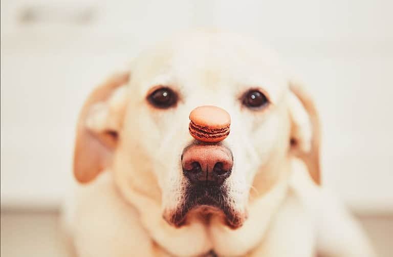 Why Is The Pink-Nosed Dudley Lab So Special?