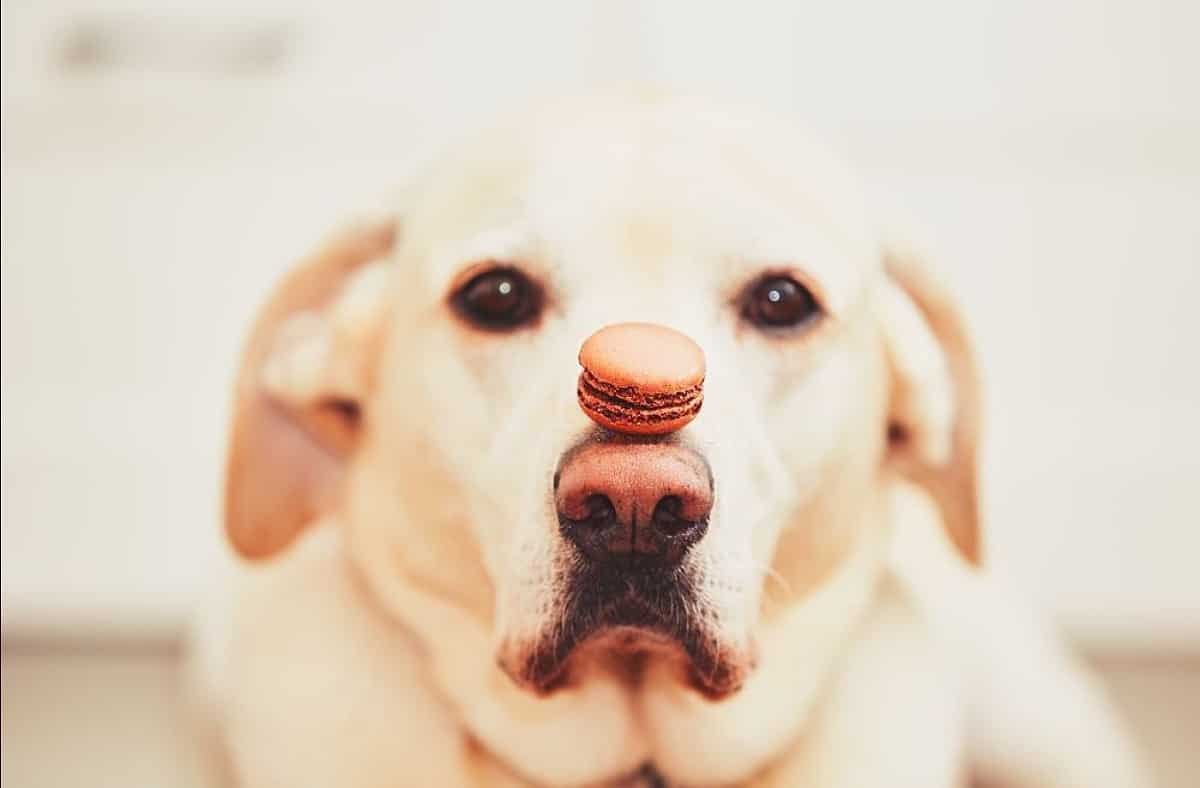 Why Is The Pink-Nosed Dudley Lab So Special?