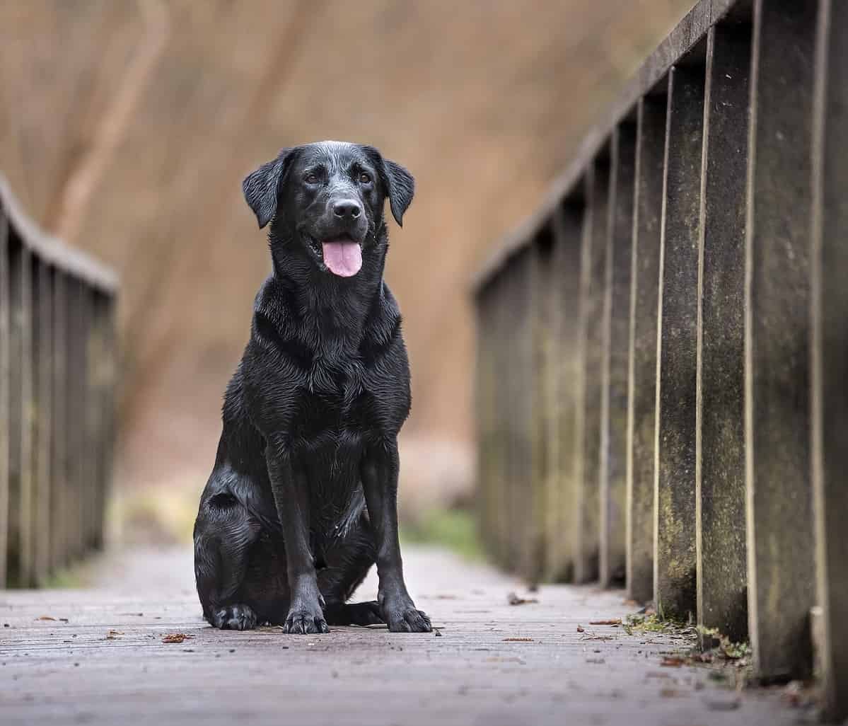 When do labs stop growing? Complete Guide