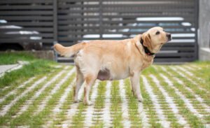 How Long Are Labs Pregnant: labrador pregnancy week by week