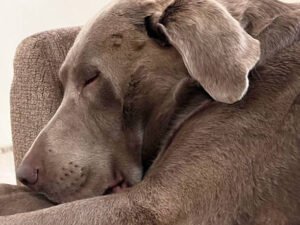 Silver Lab Complete Guide: Controversies, Color, Traits