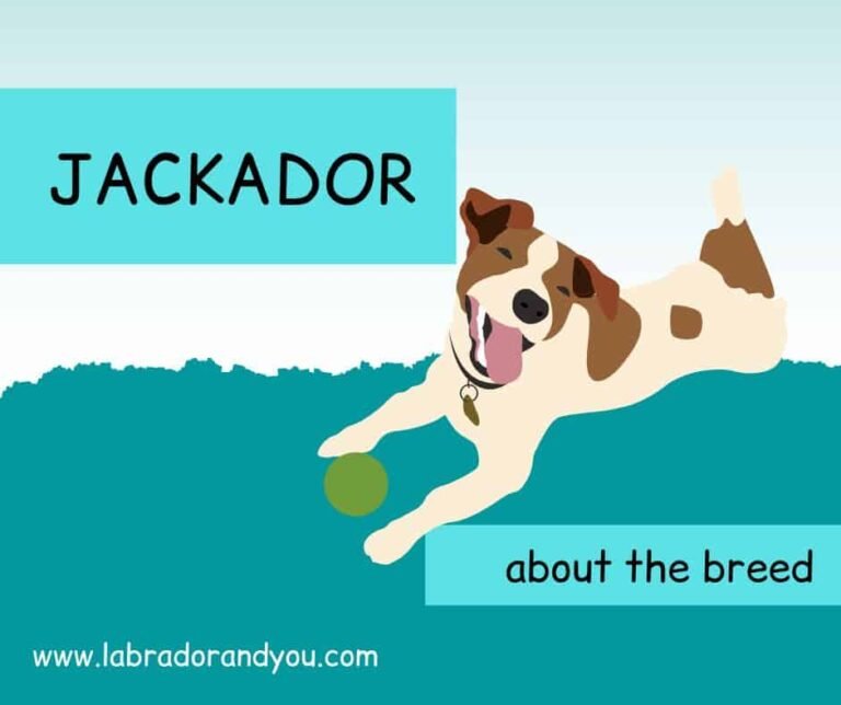 Springador Guide: Expert Guide To The Springer Spaniel Mix