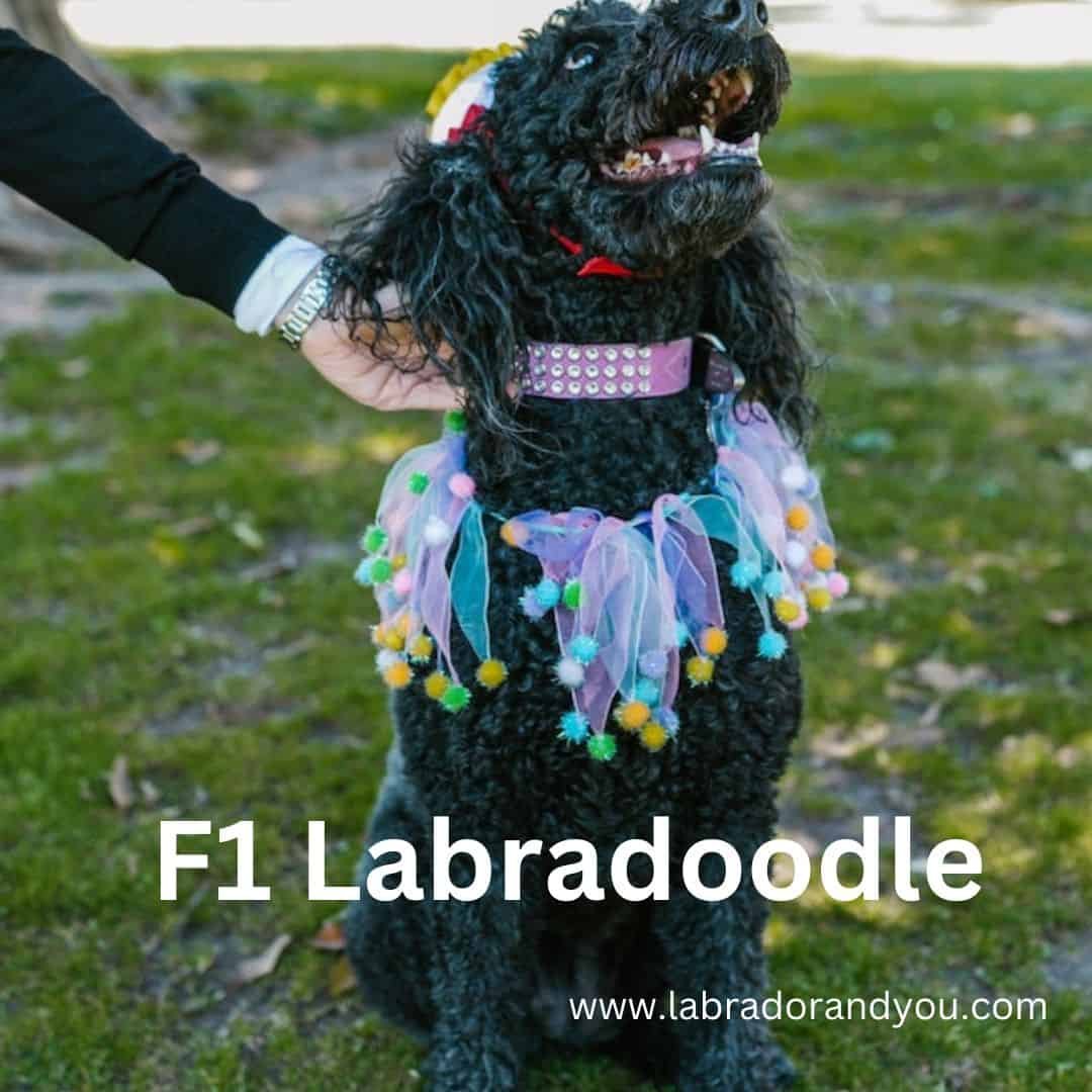 F1 Labradoodle & Breed Generations: Everything You Need To Know
