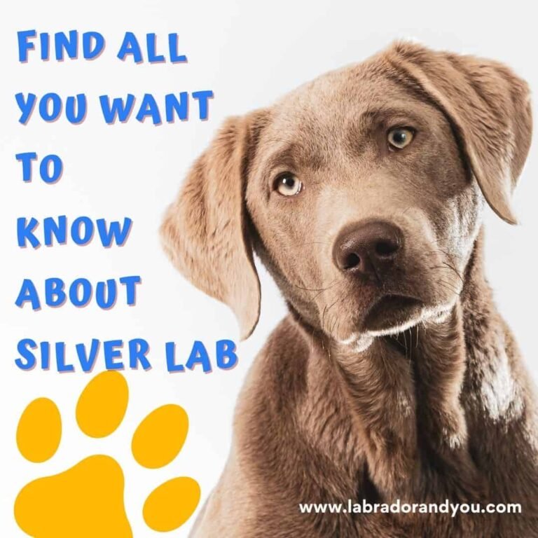 6 Lab Colors Explained With Inheritance Genetics (Complete)