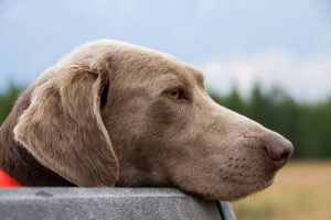 Silver Lab Complete Guide: Controversies, Color, Traits