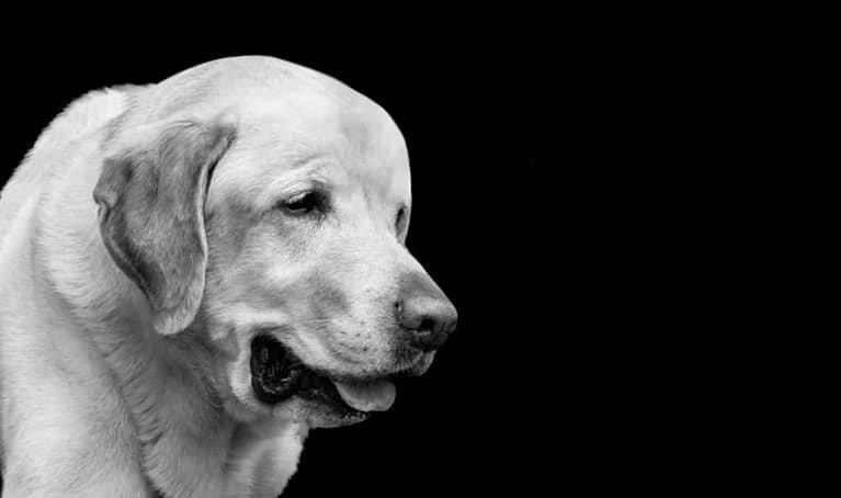 White Labrador Breed Guide: Things You Must Know