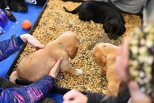 How To Potty Train A Labrador Puppy (Step By Step Guide)