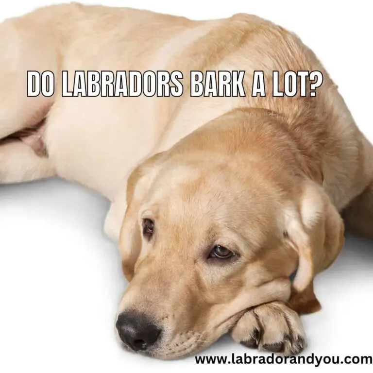 How Fast Can A Labrador Run? Are They the Fastest? How Fast Can A Labrador Run? Are They the Fastest?