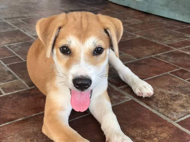 Jack Russell Lab Mix Full Grown