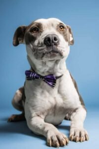 Which Terrier Lab Mix is The Best Cross Ever? Find Out