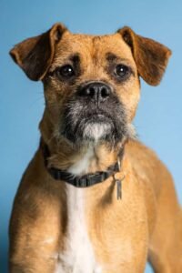 Which Terrier Lab Mix is The Best Cross Ever? Find Out