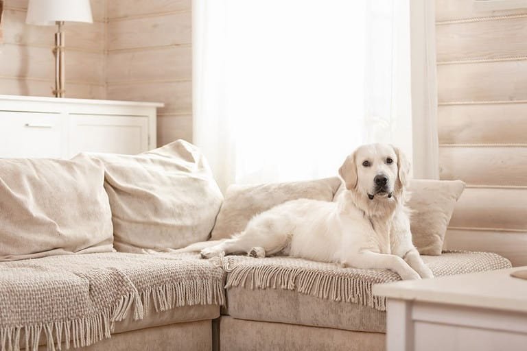 White Labrador Breed Guide: Things You Must Know