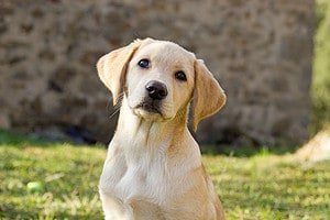 White Labrador Breed Guide: Things You Must Know