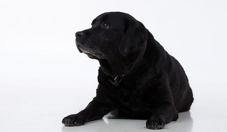Teacup Labrador: Pros & Cons Of The Miniature Labrador