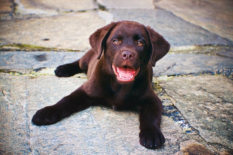 Teacup Labrador: Pros & Cons Of The Miniature Labrador