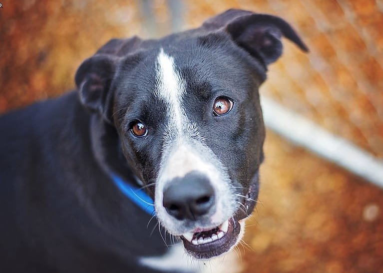 Lab Pitbull Mix: Authentic Expert Review Of The Labrabull