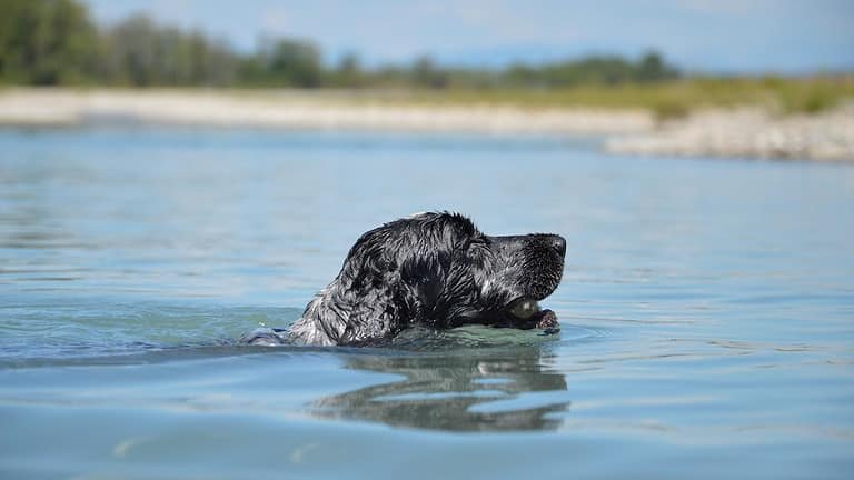Why Do Labradors Love Water? Are labs water dogs?