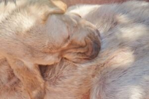 When Do Labradors Go Into Heat?