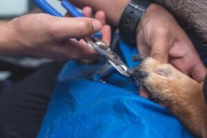All pros and cons of declawing dogs