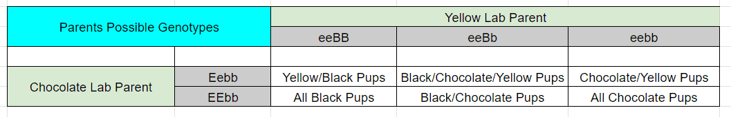 6 Lab Colors Explained With Inheritance Genetics (Complete)