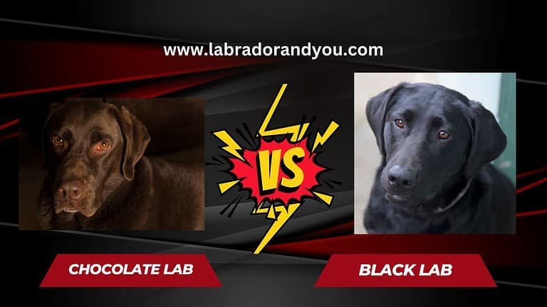 Poodle vs Labrador: Detailed Comparison Of These Dog Breeds