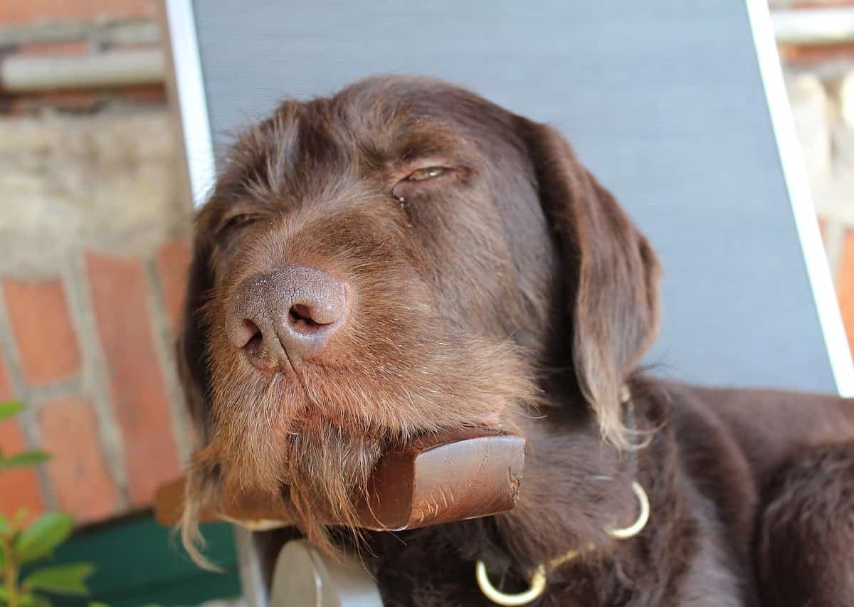 Dog Elbow Callus: How To Care, Prevent And Treat?