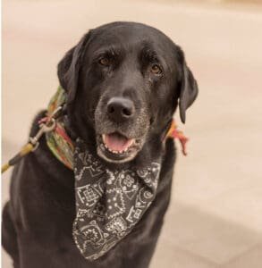 What Are The Different Types Of Labradors And Labrador Heads?