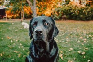 What Are The Different Types Of Labradors And Labrador Heads?