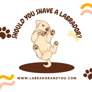 Labrador Behavior By Age: What To Expect & Key Phases