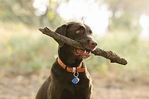 Labrador Behavior By Age: What To Expect & Key Phases