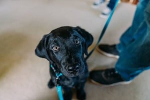 Expert Guide To Black Lab Puppies (Black Labrador FACTS)