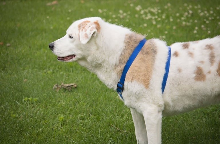 Australian Shepherd Lab Mix Breed Pics, FAQs & Must-Know Facts