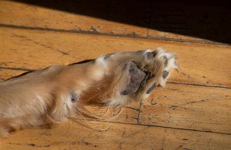 Dog Elbow Callus: How To Care, Prevent And Treat?