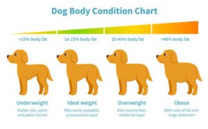When Should The Average Weight Of Your Lab Be A Concern?