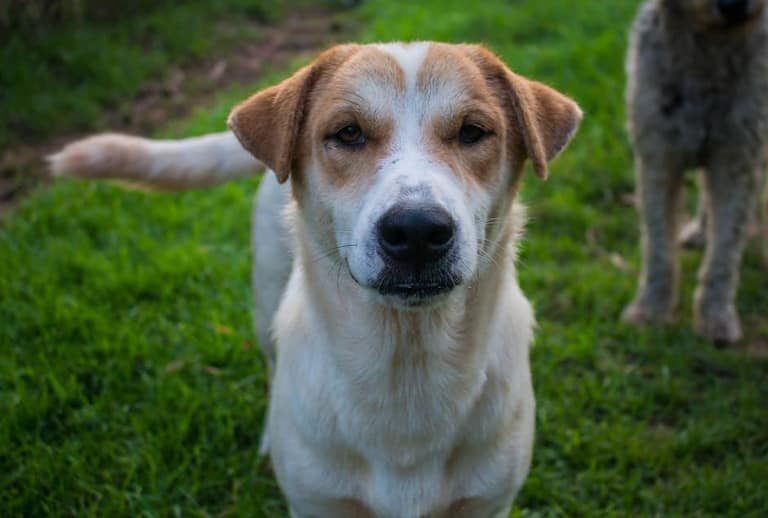 Australian Shepherd Lab Mix Breed Pics, FAQs & Must-Know Facts