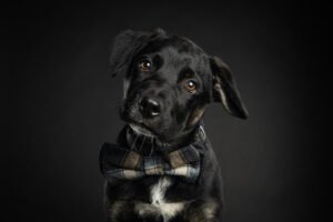 Labrador Behavior By Age: What To Expect & Key Phases