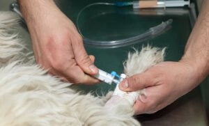 Dog Elbow Callus: How To Care, Prevent And Treat?