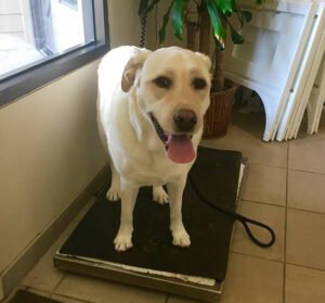 What Is The Average Weight Of Labrador Retriever?