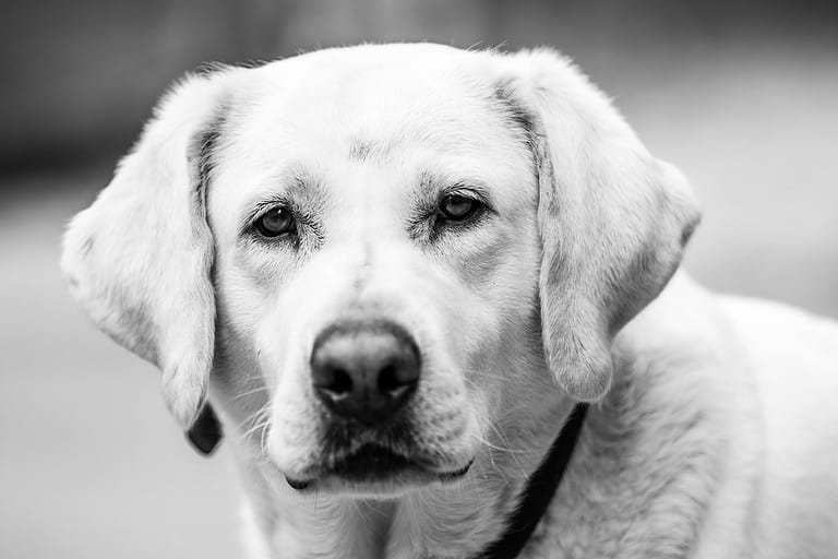 Labrador Behavior By Age: What To Expect & Key Phases