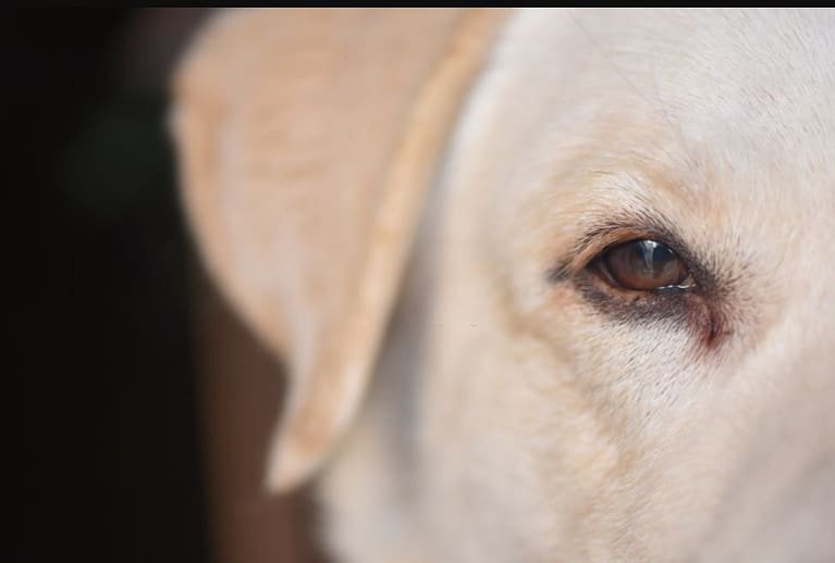 Does A Yellow Lab With Green Eyes Exist? Really?