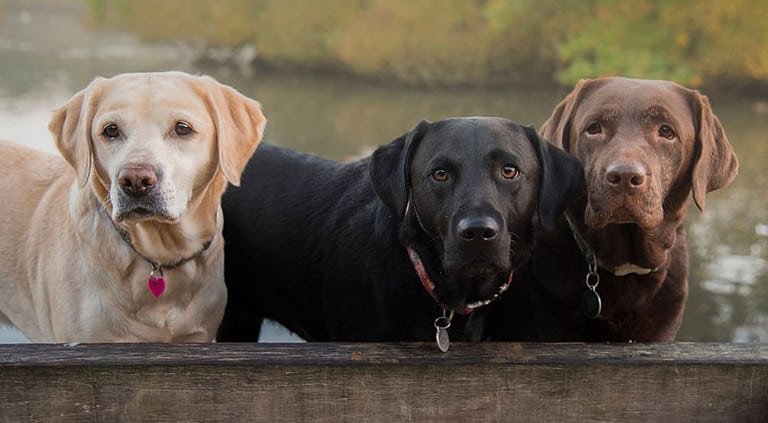 How to Pick a Labrador Puppy From a Litter?