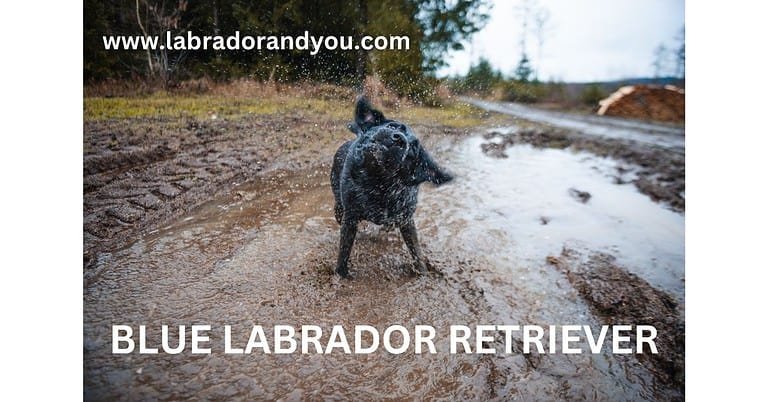 Teacup Labrador: Pros & Cons Of The Miniature Labrador