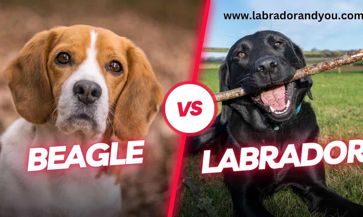 Labrador vs Beagle Breed Differences:- Who Is Better?