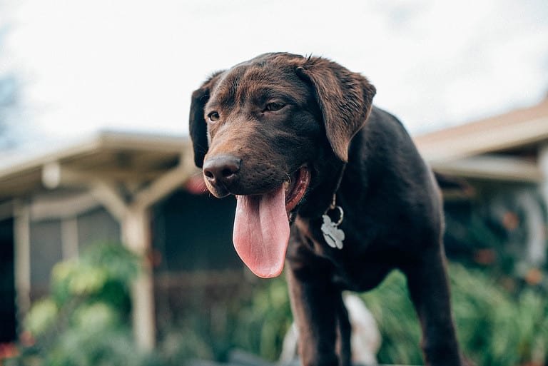 Labrador Behavior By Age: What To Expect & Key Phases