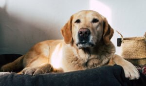 Labrador Behavior By Age: What To Expect & Key Phases