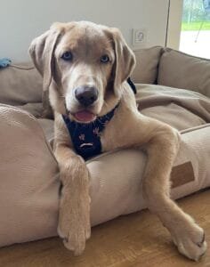 Where To Buy Champagne Labrador + (UNTOLD DETAILS)