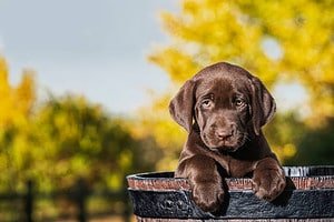 350 Best Chocolate Lab Names In The World- Remarkable