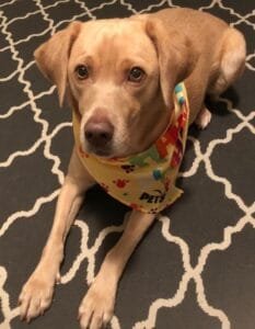 Where To Buy Champagne Labrador + (UNTOLD DETAILS)